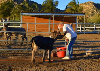 DonkeyLand Rescue