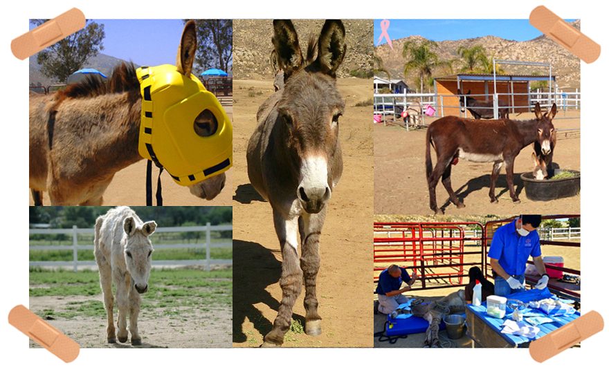 Wild Burro Emergency Fund – DonkeyLand Rescue