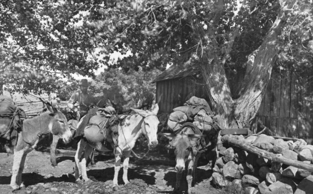 History – DonkeyLand Rescue
