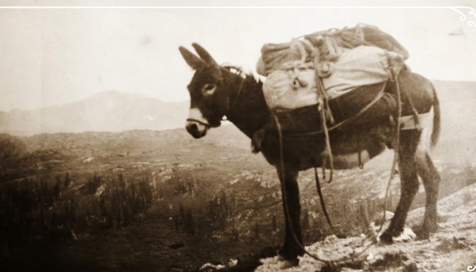 History – DonkeyLand Rescue